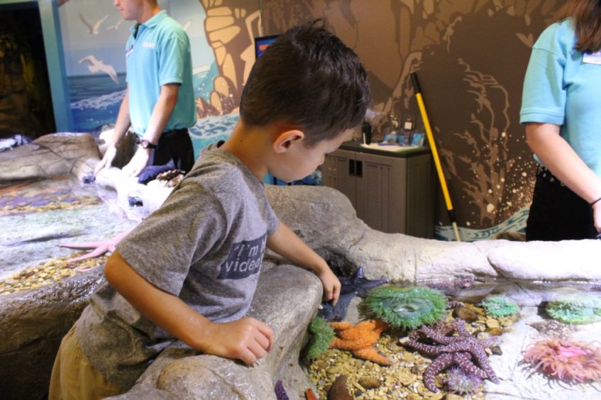 5 Reasons You Need to Visit Sea Life Aquarium - Wine and Lavender